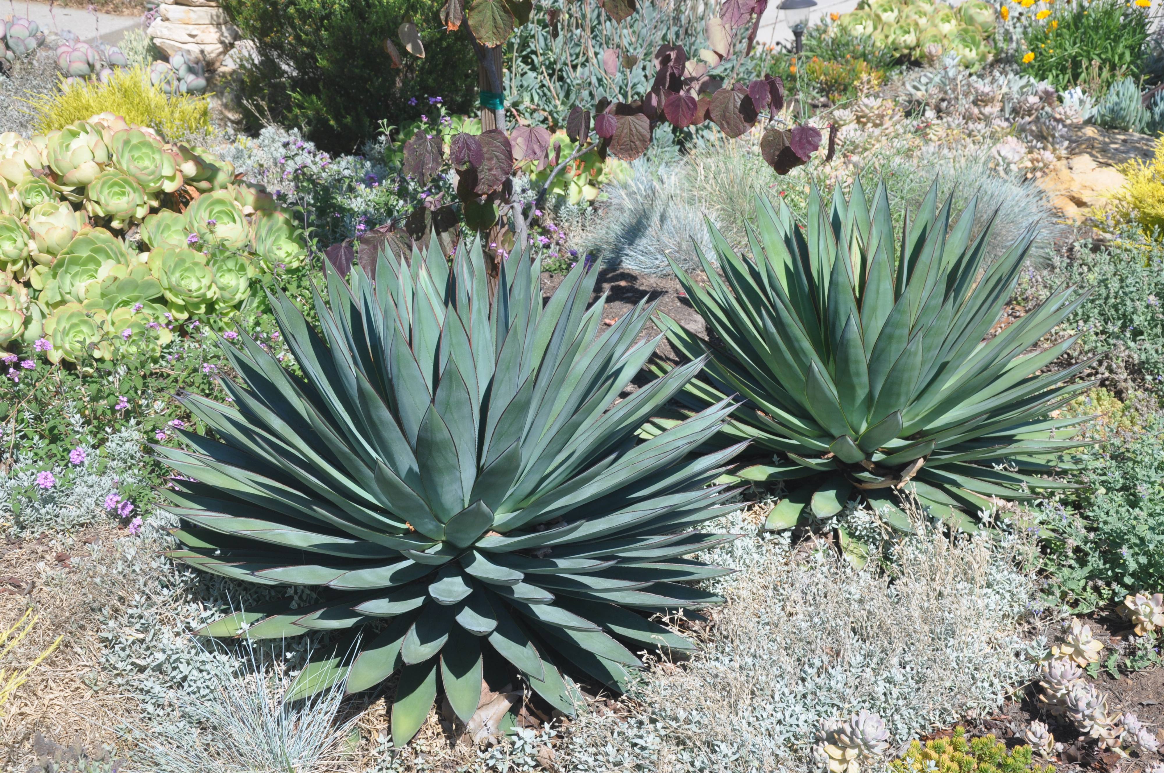 Agave ssp. - Agave species | PlantMaster