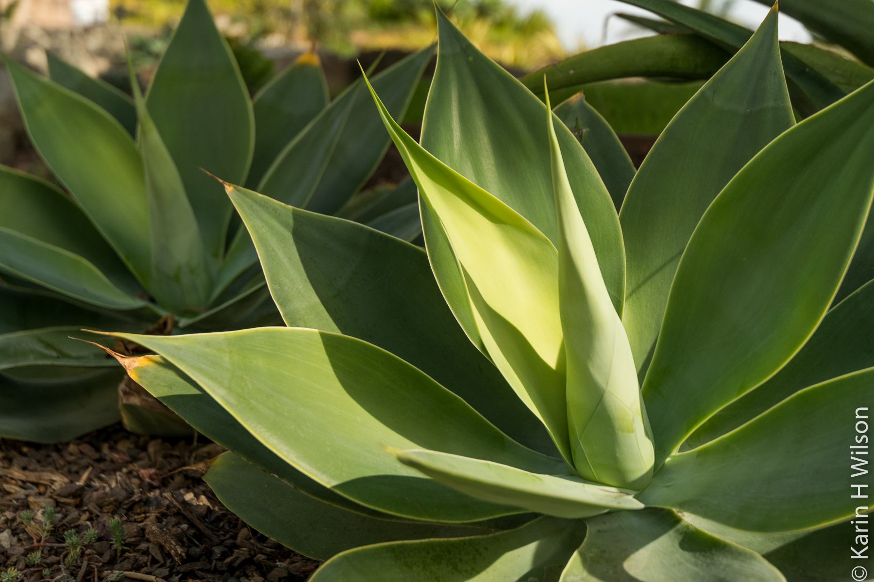 Agave ssp. - Agave species | PlantMaster