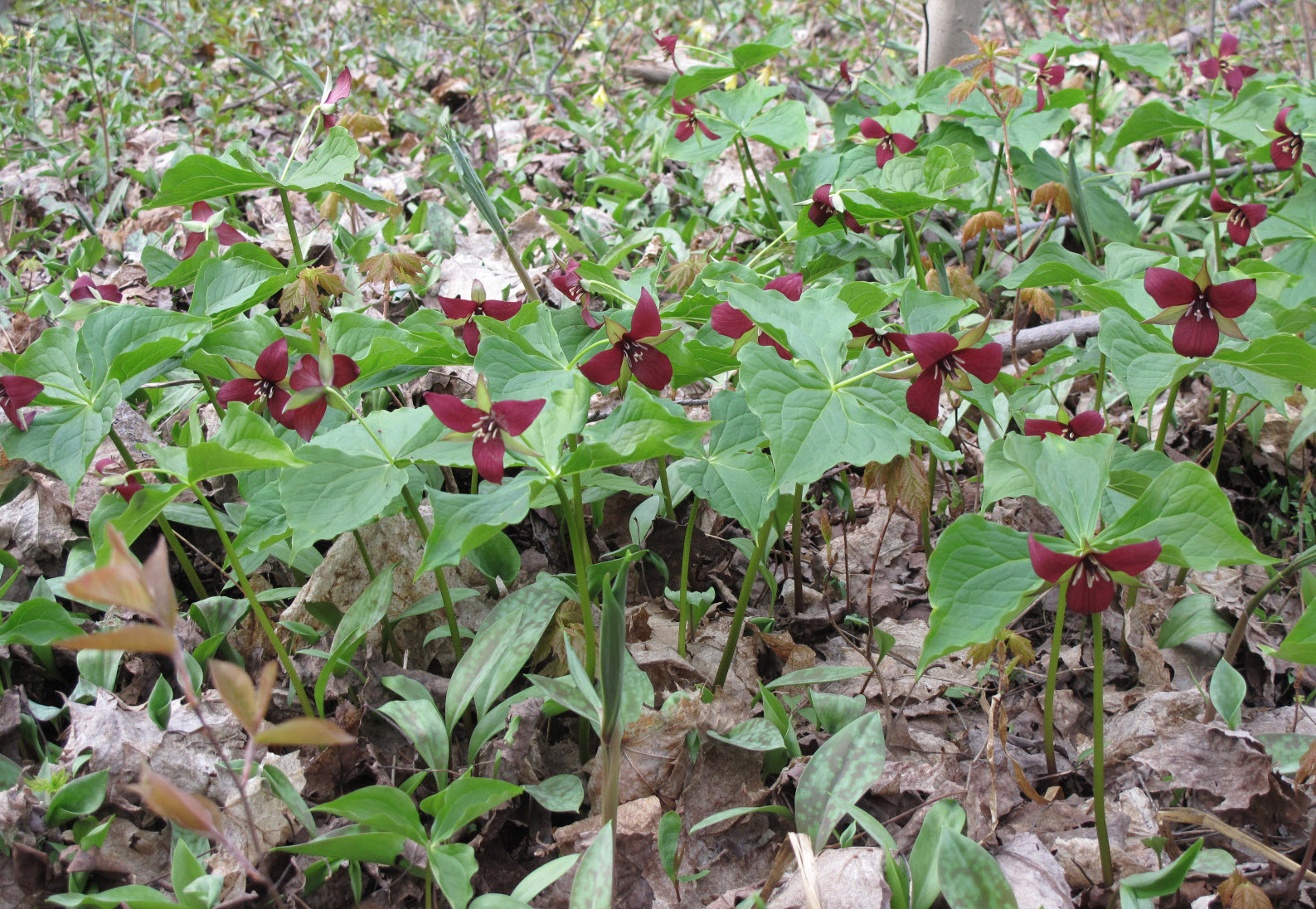 Trillium Perennial Trillium Erectum (red Trillium, Red Wakerobin ...