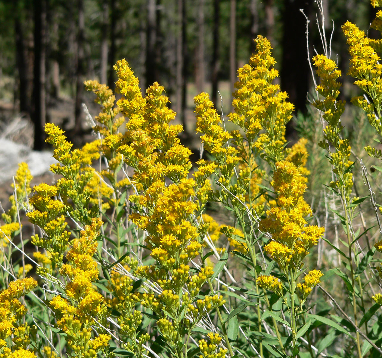 Solidago velutina - California Goldenrod | PlantMaster