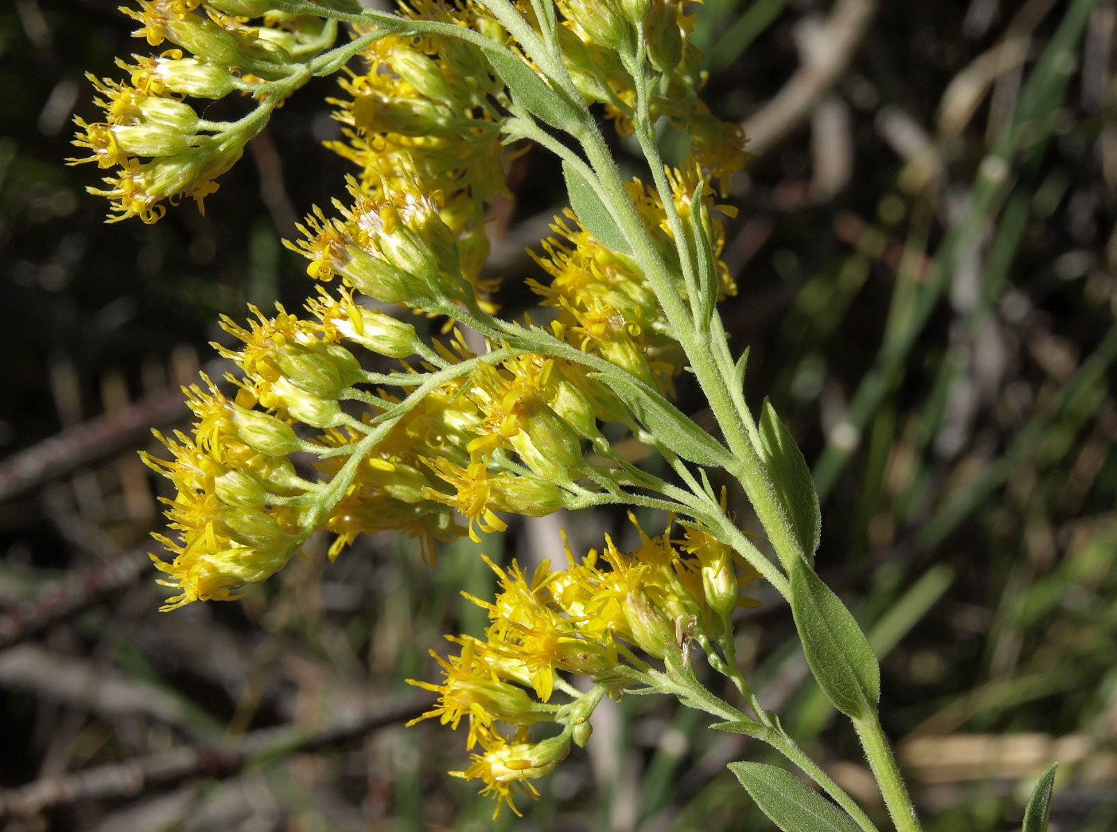 Solidago velutina - California Goldenrod | PlantMaster
