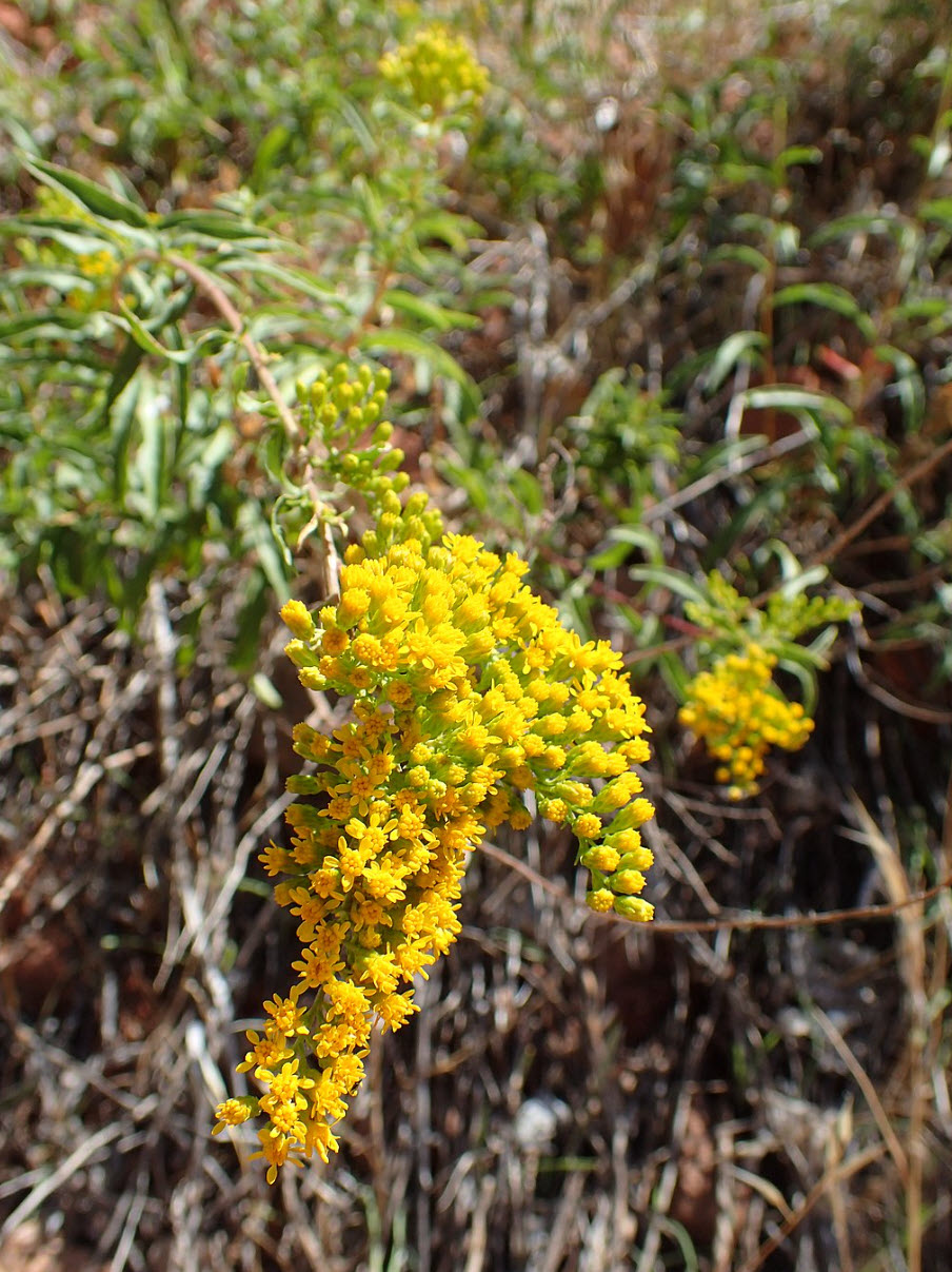 Solidago velutina - California Goldenrod | PlantMaster