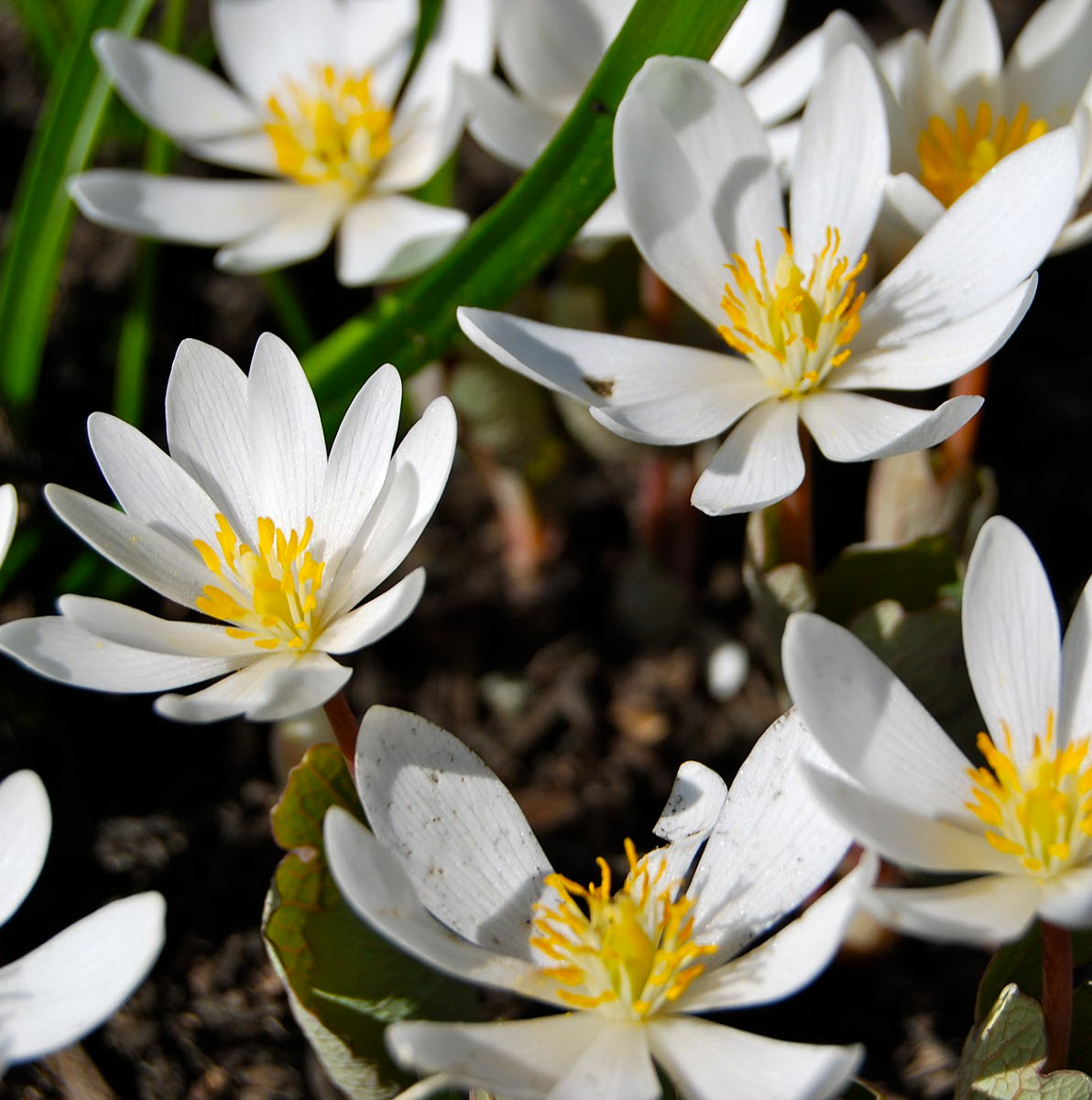 Sanguinaria canadensis - Bloodroot | PlantMaster