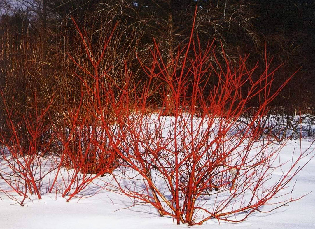 Cornus sericea 'Firedance' - Firedance Dogwood | PlantMaster