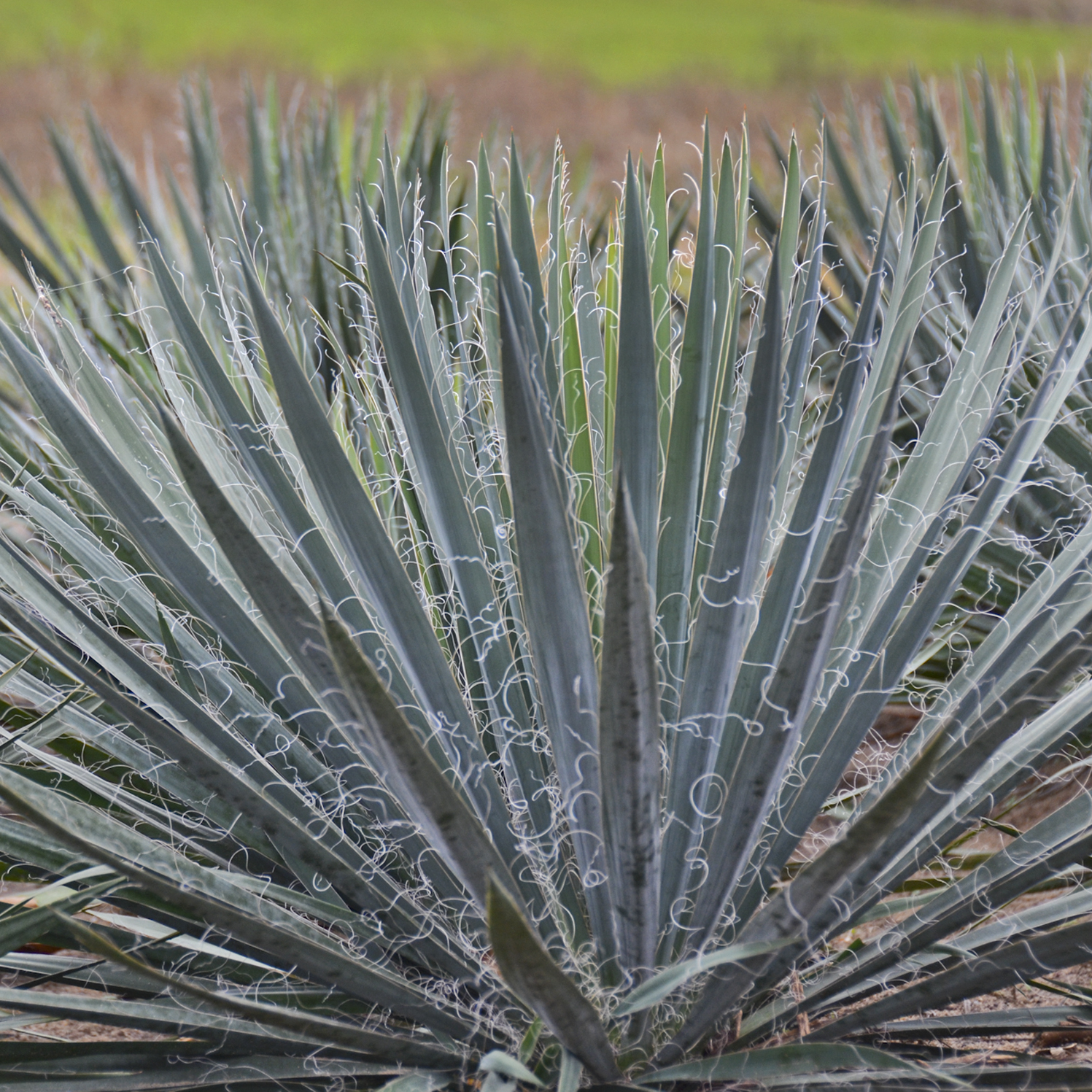 Yucca filamentosa ‘Excalibur’ - Excalibur Yucca | PlantMaster