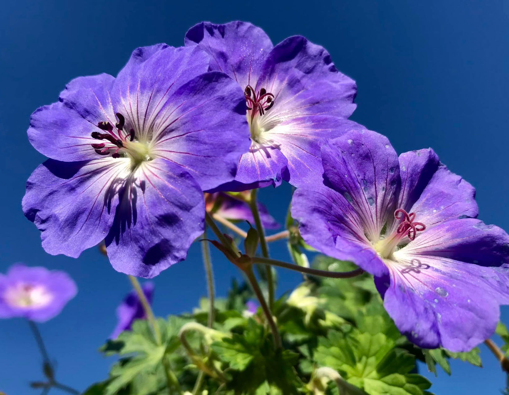Geranium 'Azure Rush' - Azure RushCranesbill | PlantMaster