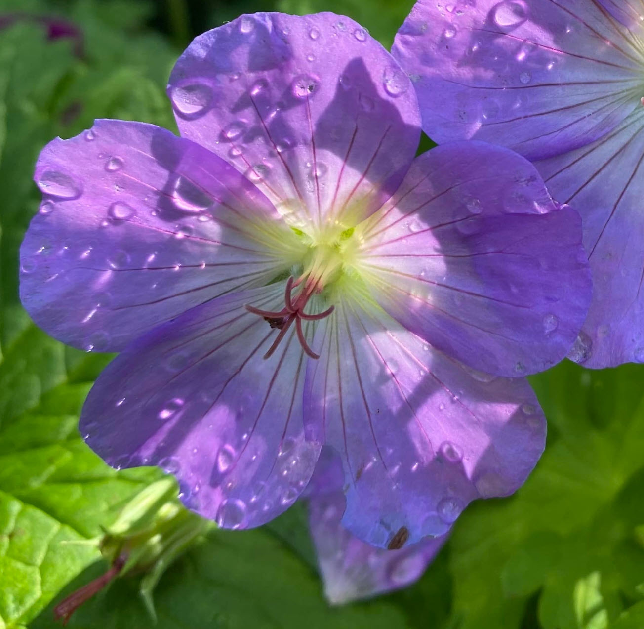 Geranium 'Azure Rush' - Azure RushCranesbill | PlantMaster