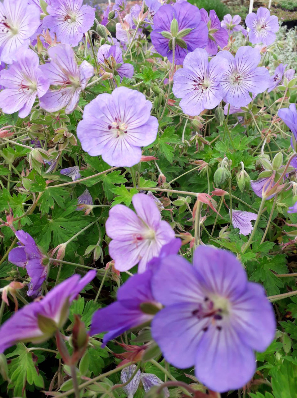 Geranium 'Azure Rush' - Azure RushCranesbill | PlantMaster
