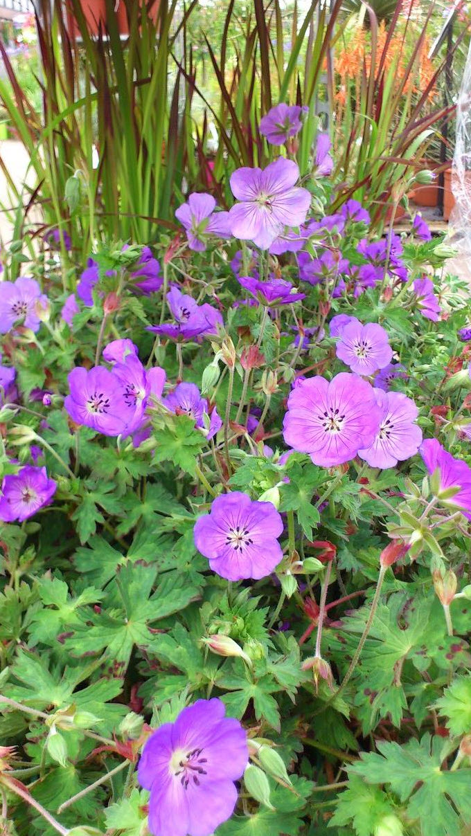 Geranium 'Azure Rush' - Azure RushCranesbill | PlantMaster