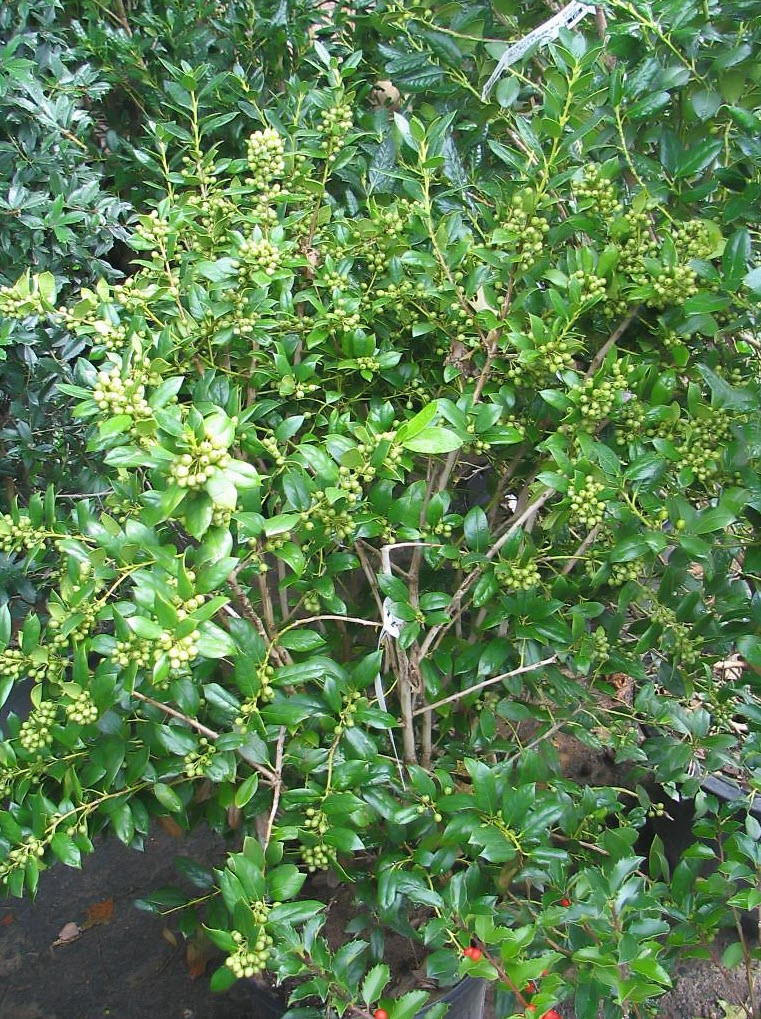 Ilex cornuta 'Needlepoint' - Needlepoint Holly | PlantMaster