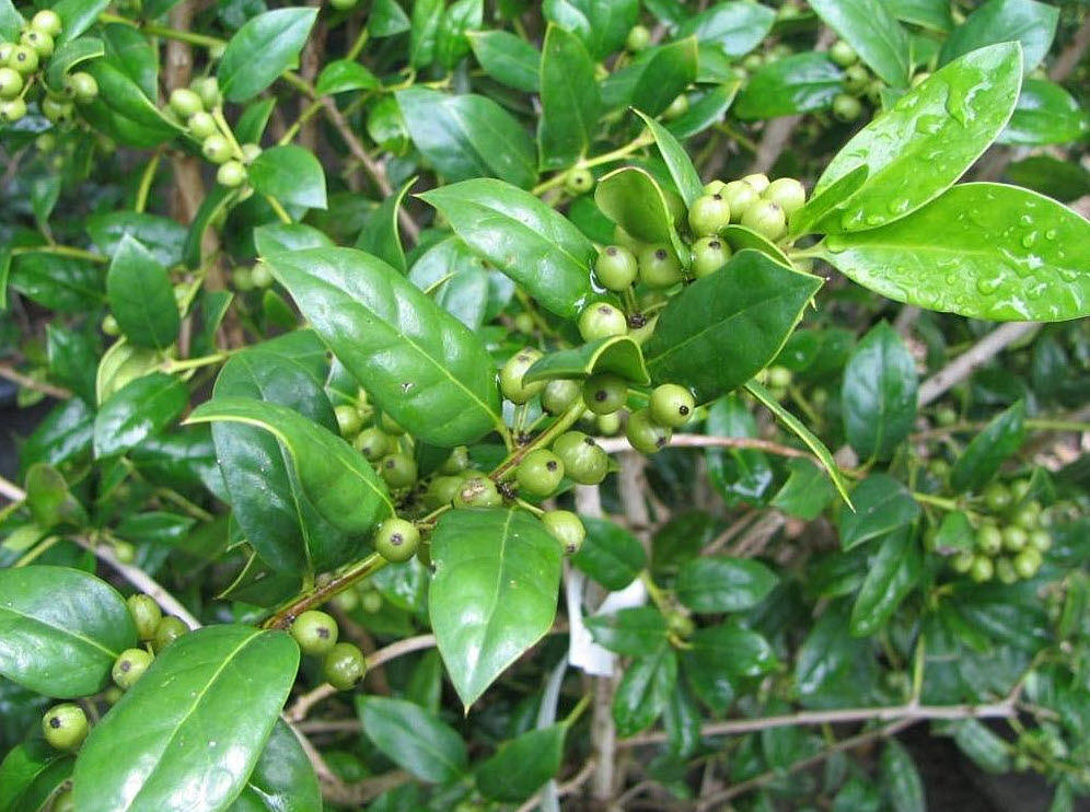 Ilex cornuta 'Needlepoint' - Needlepoint Holly | PlantMaster