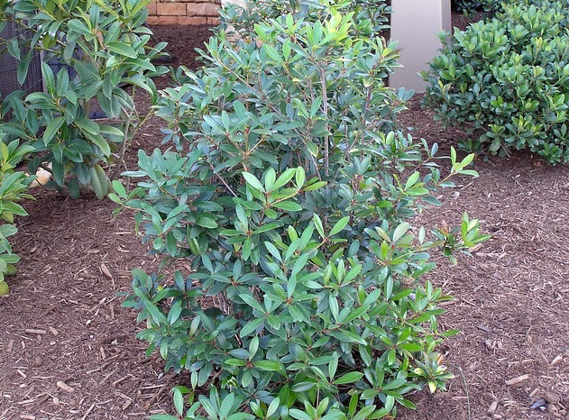 Ilex cornuta 'Needlepoint' - Needlepoint Holly | PlantMaster