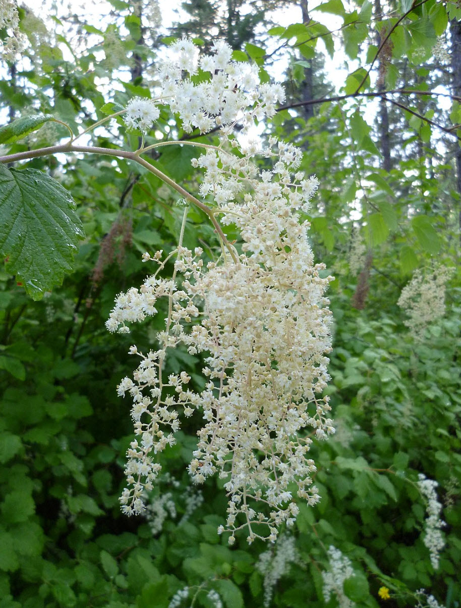 Ocean Spray Flower Ocean Spray