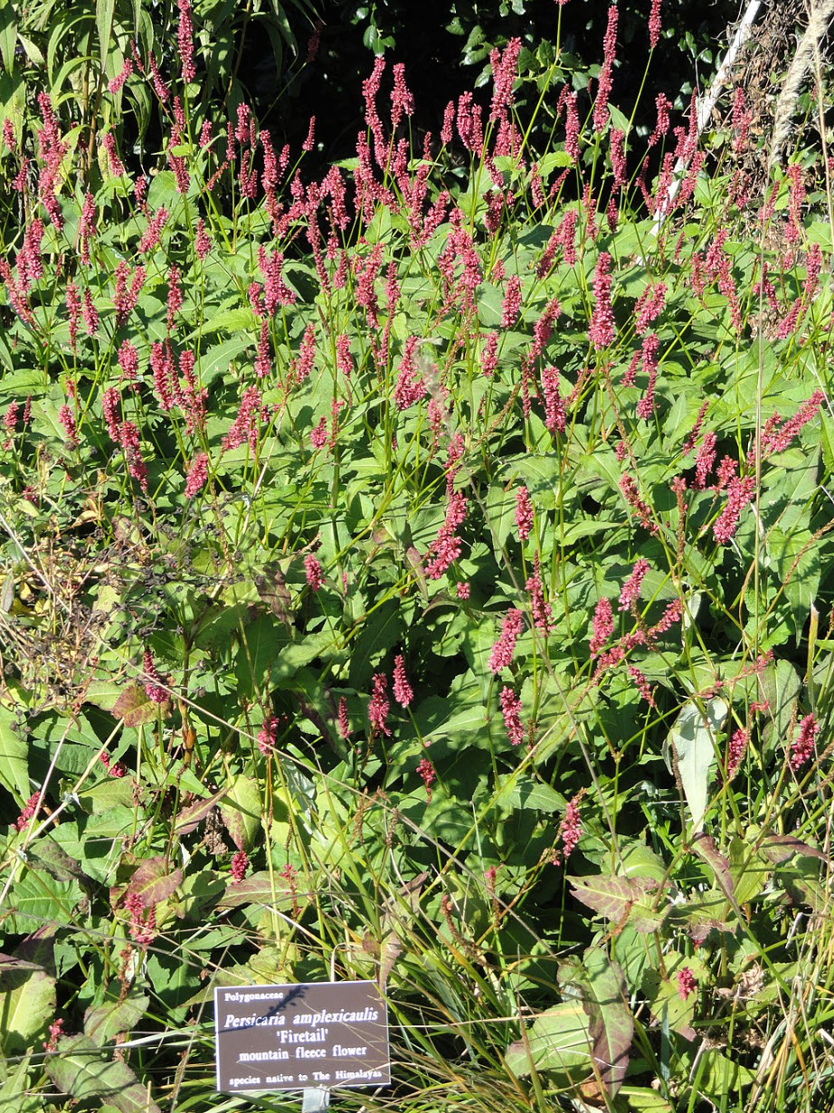Persicaria amplexicaulis 'Firetail' - Mountain Fleece | PlantMaster