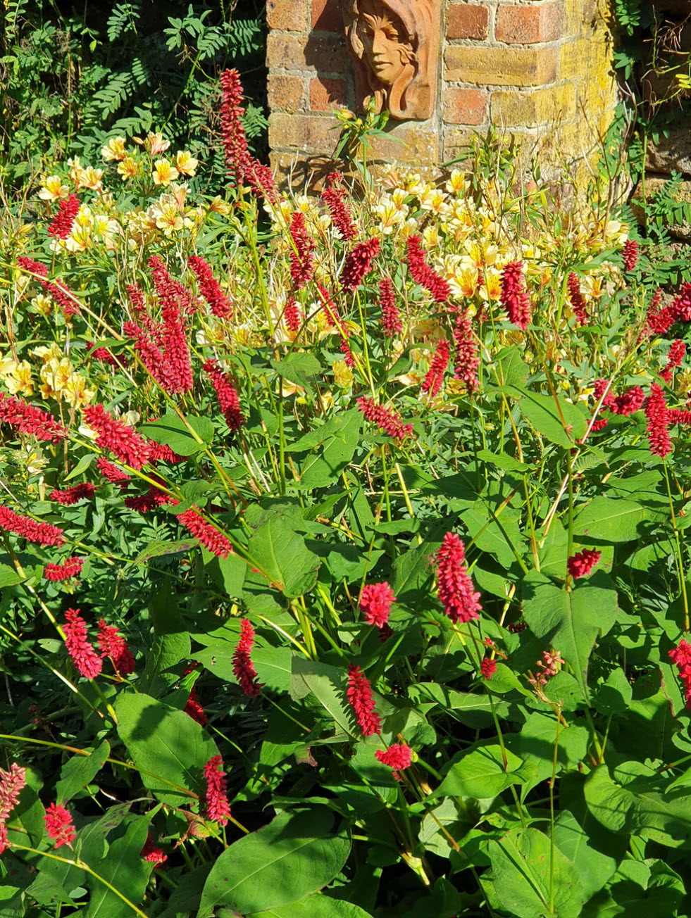 Persicaria amplexicaulis 'Firetail' - Mountain Fleece | PlantMaster