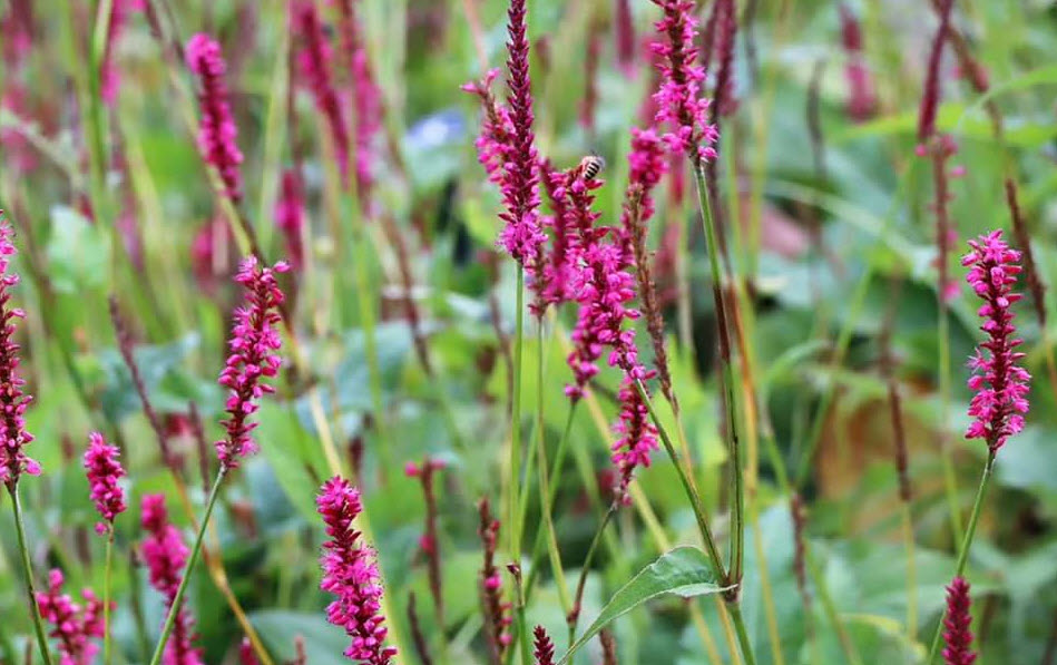 Persicaria amplexicaulis 'Firetail' - Mountain Fleece | PlantMaster