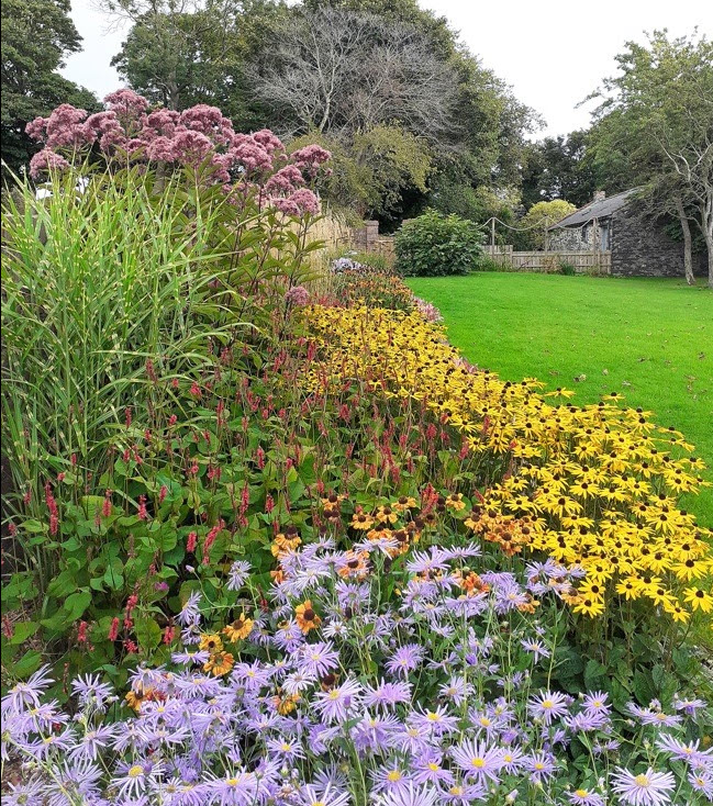 Persicaria amplexicaulis 'Firetail' - Mountain Fleece | PlantMaster
