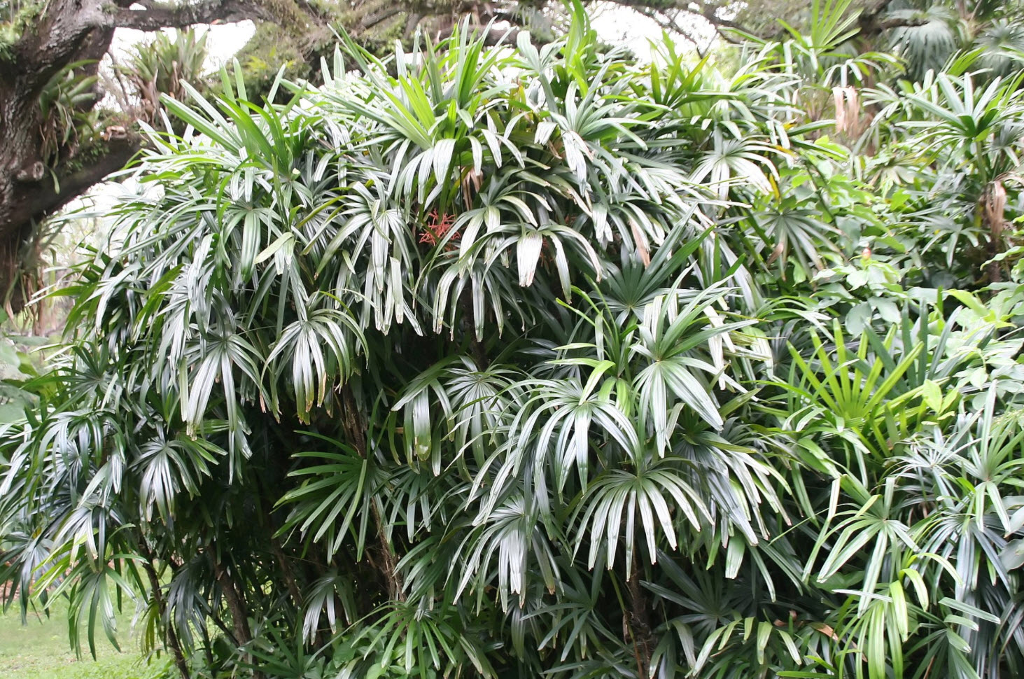 Rhapis excelsa - Lady Palm | PlantMaster