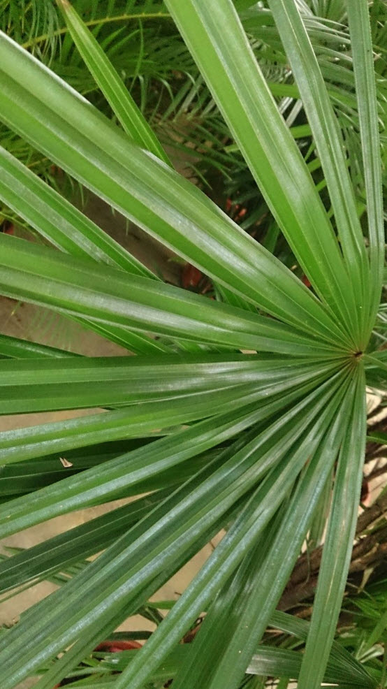 Rhapis excelsa - Lady Palm | PlantMaster