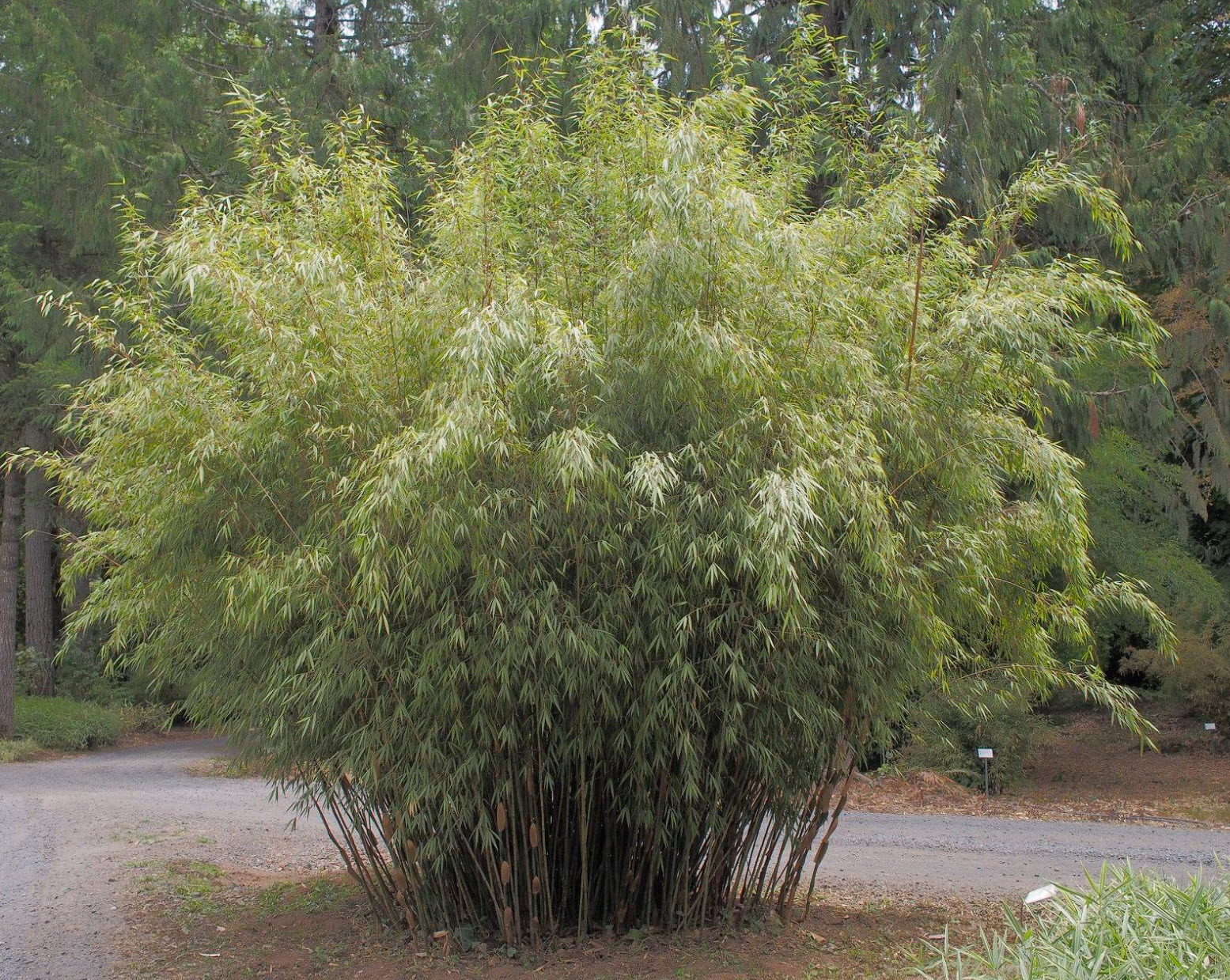 Fargesia ‘Scabrida’ - Scabrida Bamboo | PlantMaster