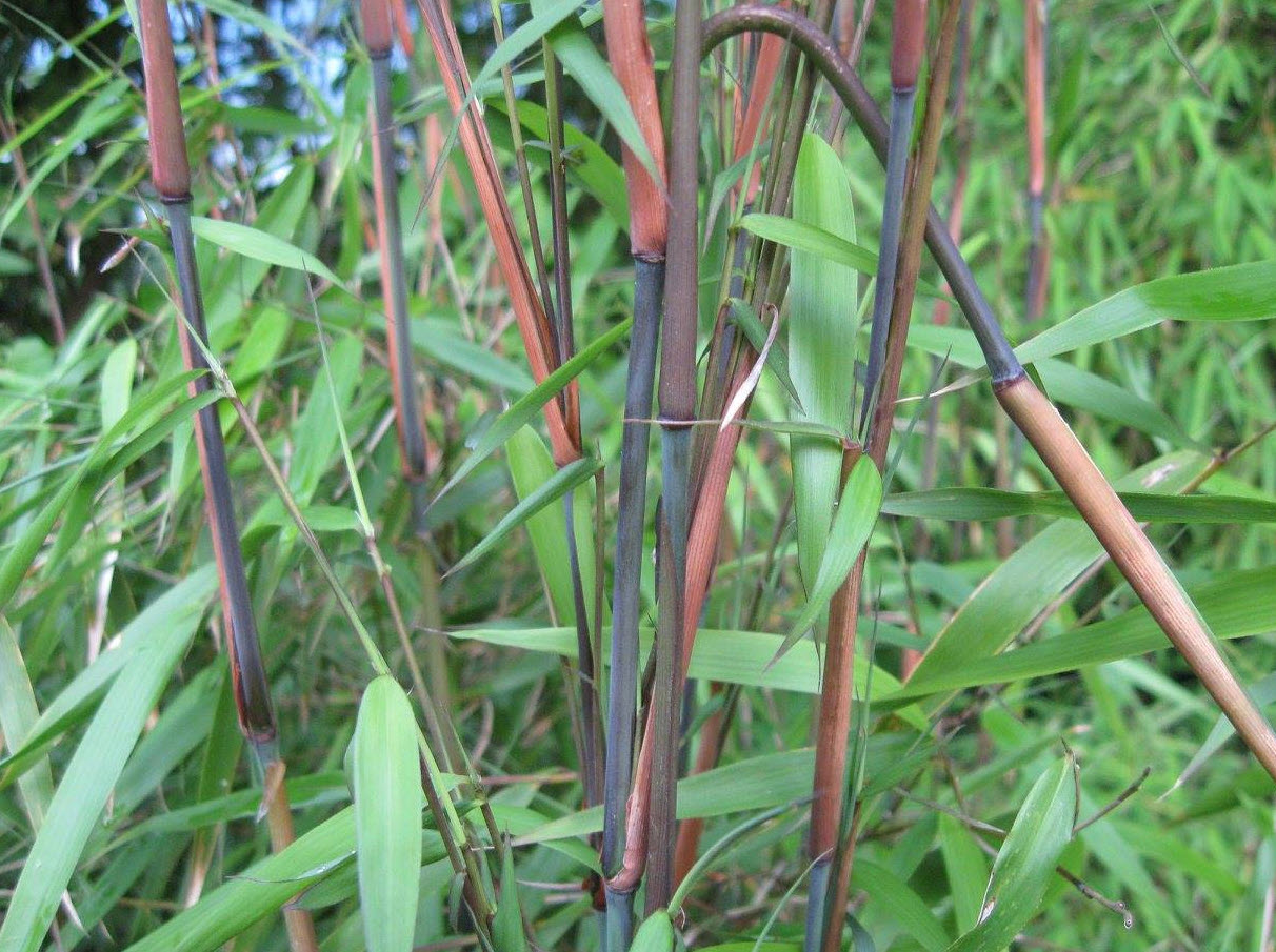 Fargesia ‘Scabrida’ - Scabrida Bamboo | PlantMaster