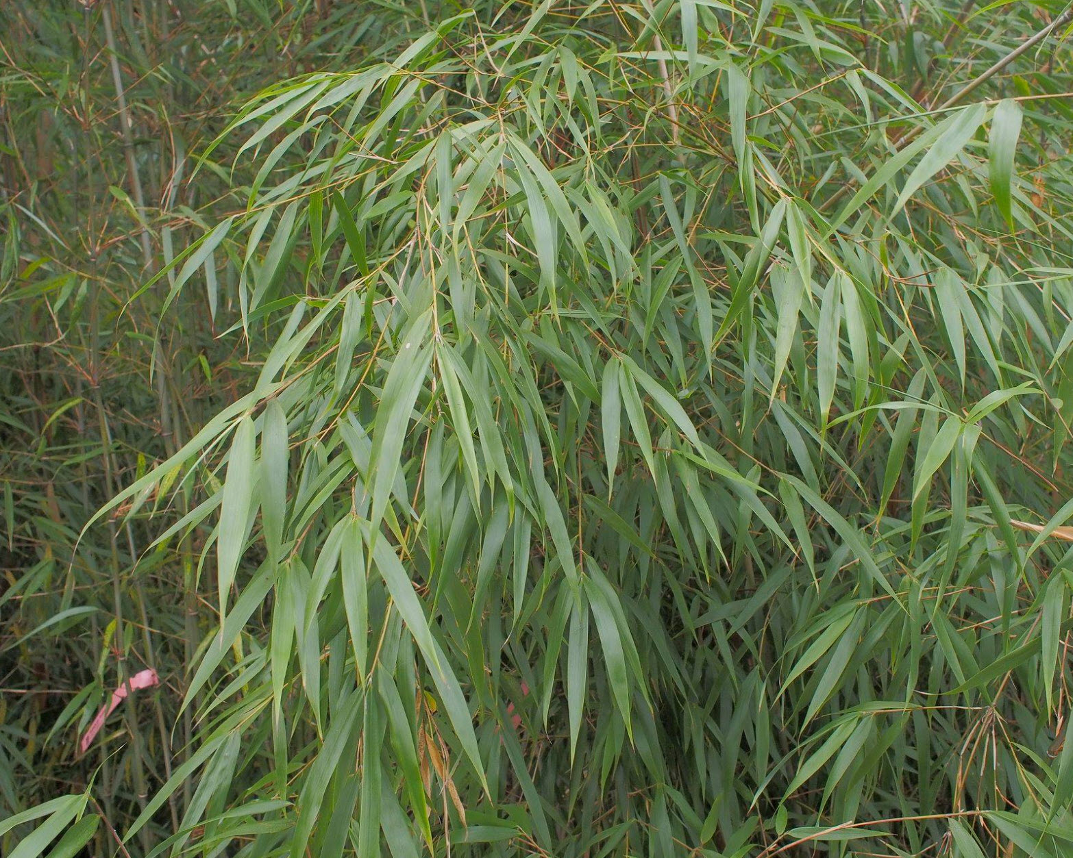 Fargesia ‘Scabrida’ - Scabrida Bamboo | PlantMaster