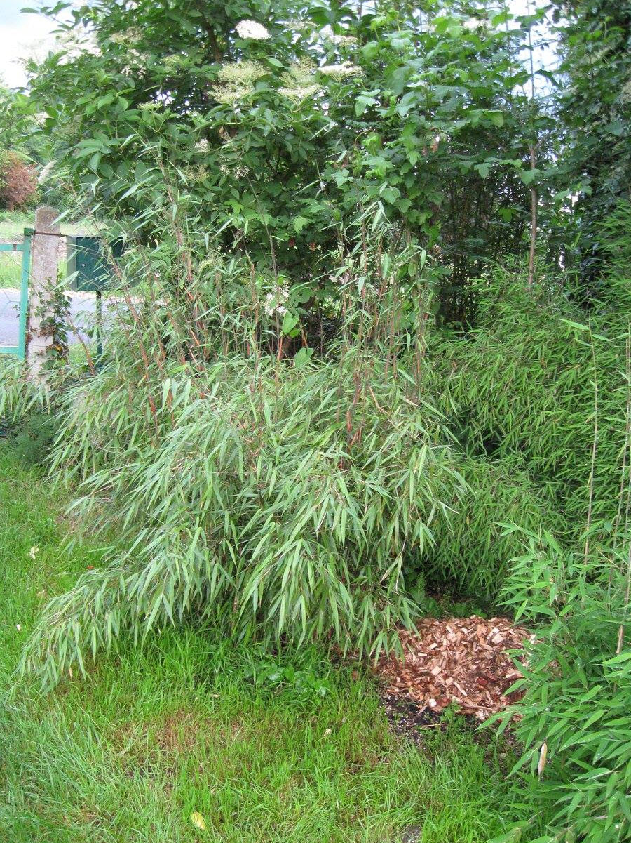Fargesia ‘Scabrida’ - Scabrida Bamboo | PlantMaster