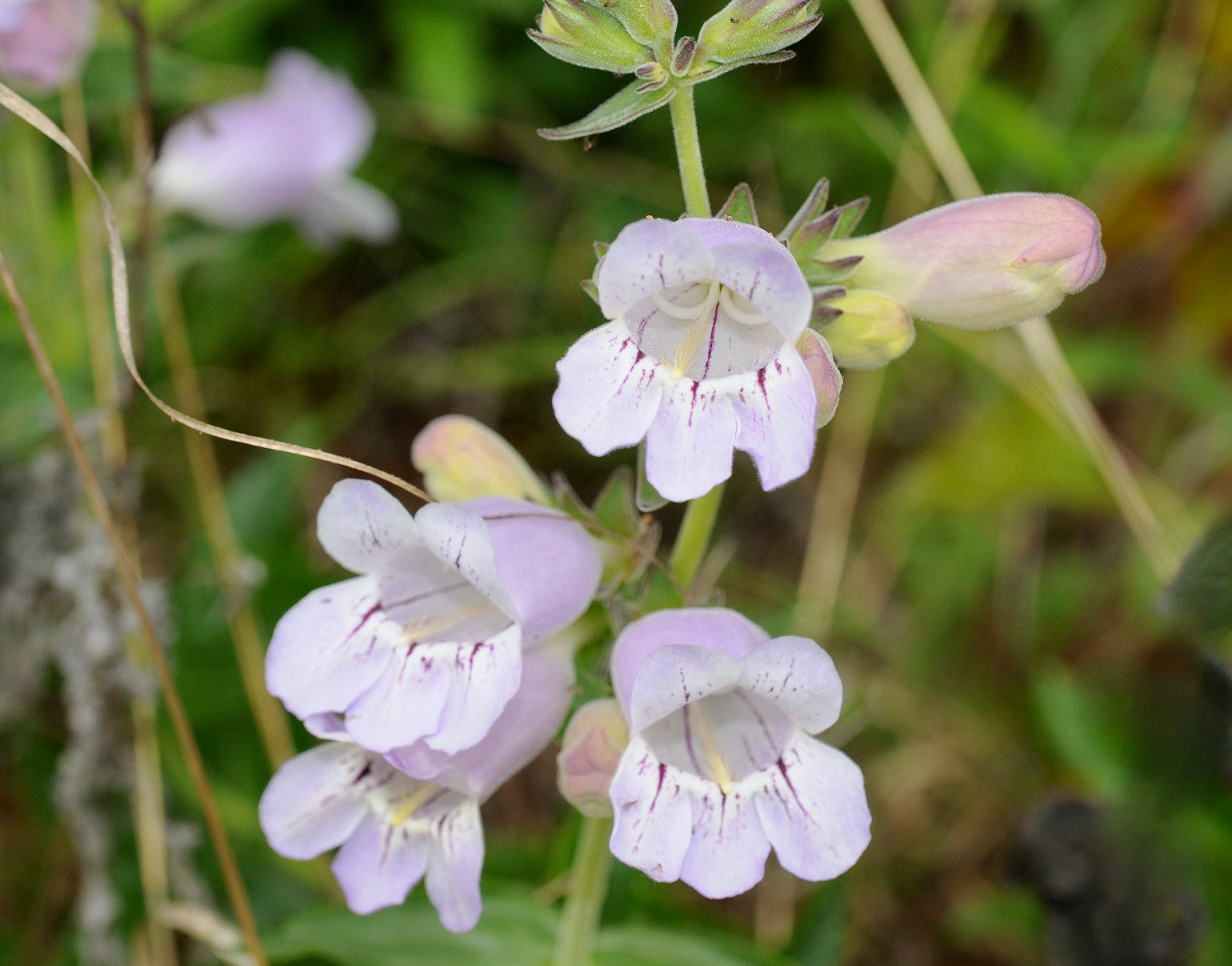 Penstemon cobaea - Showy Beardtongue | PlantMaster