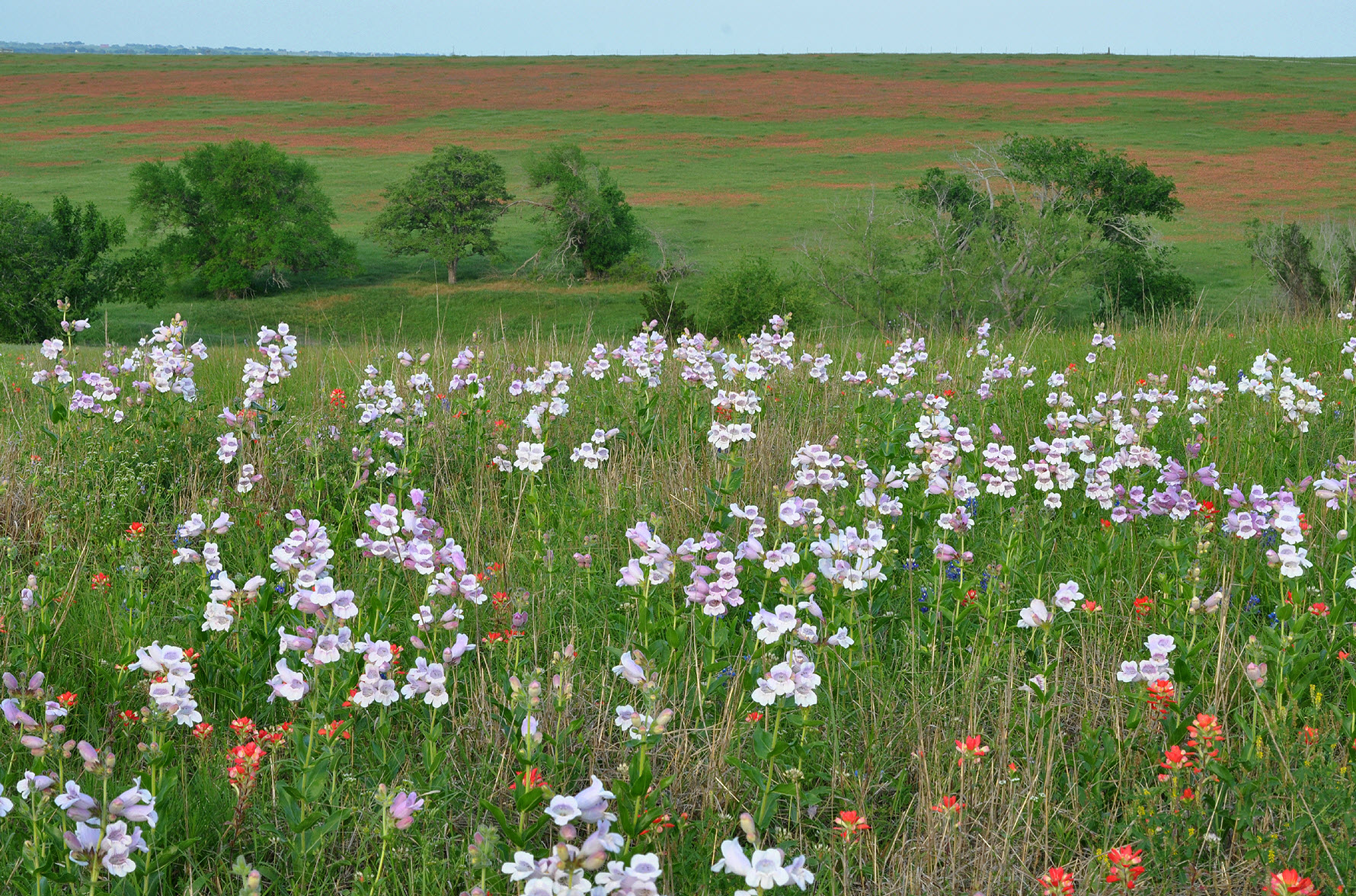 Penstemon cobaea - Showy Beardtongue | PlantMaster
