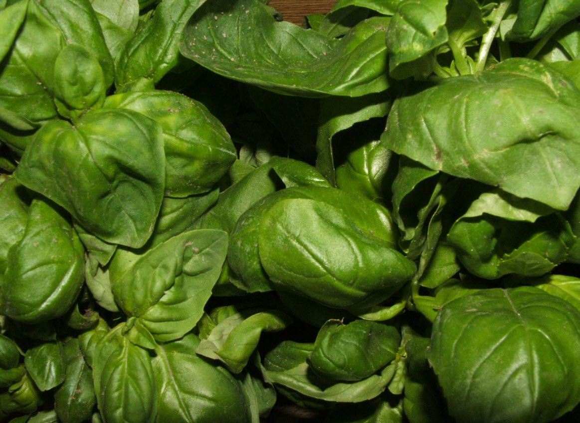 Ocimum basilicum - Basil | PlantMaster