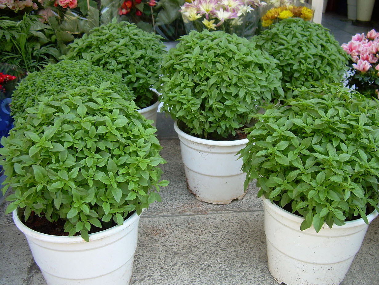 Ocimum basilicum - Basil | PlantMaster