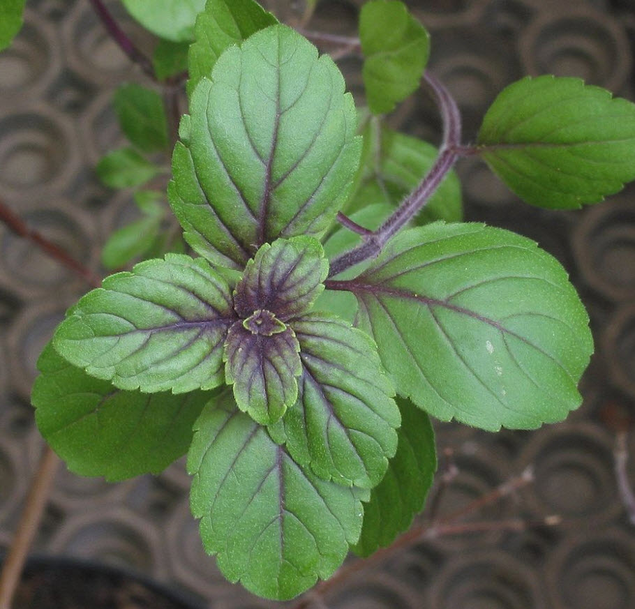Ocimum basilicum - Basil | PlantMaster