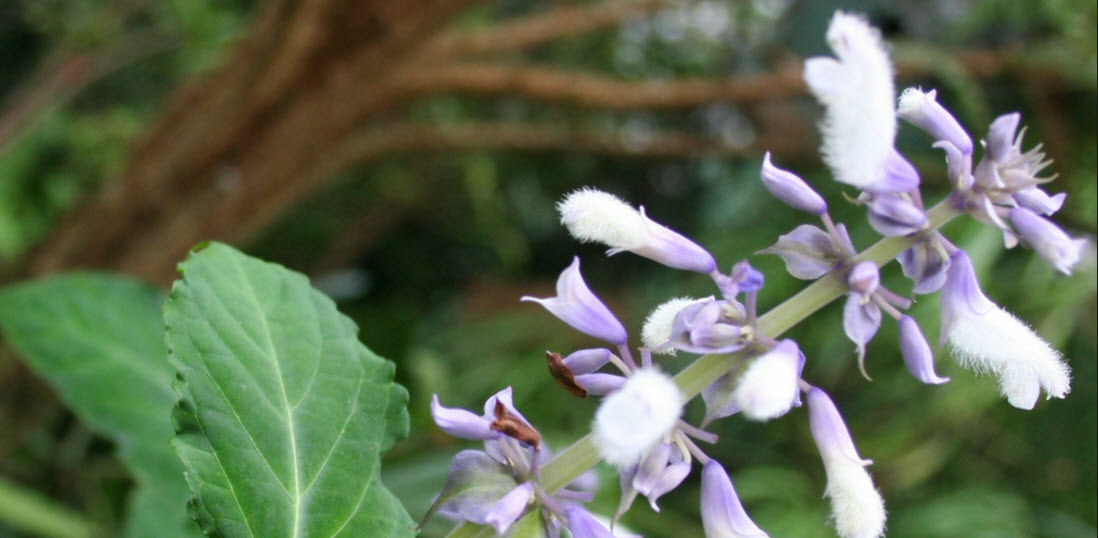 Salvia Divinorum Flower Medicinal Plant Complexes Of Salvia Subgenus