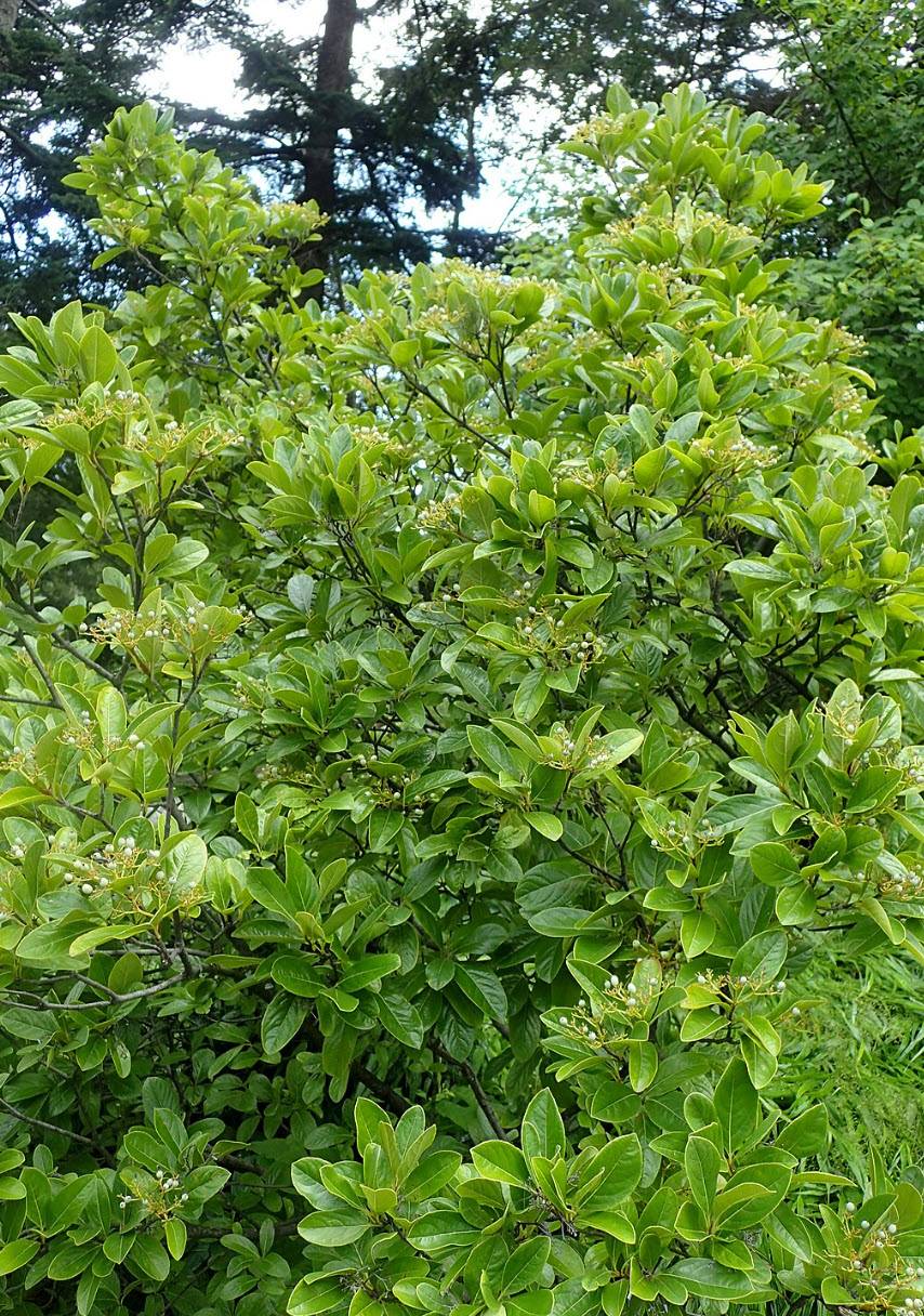 Viburnum nudum - Possum-haw | PlantMaster