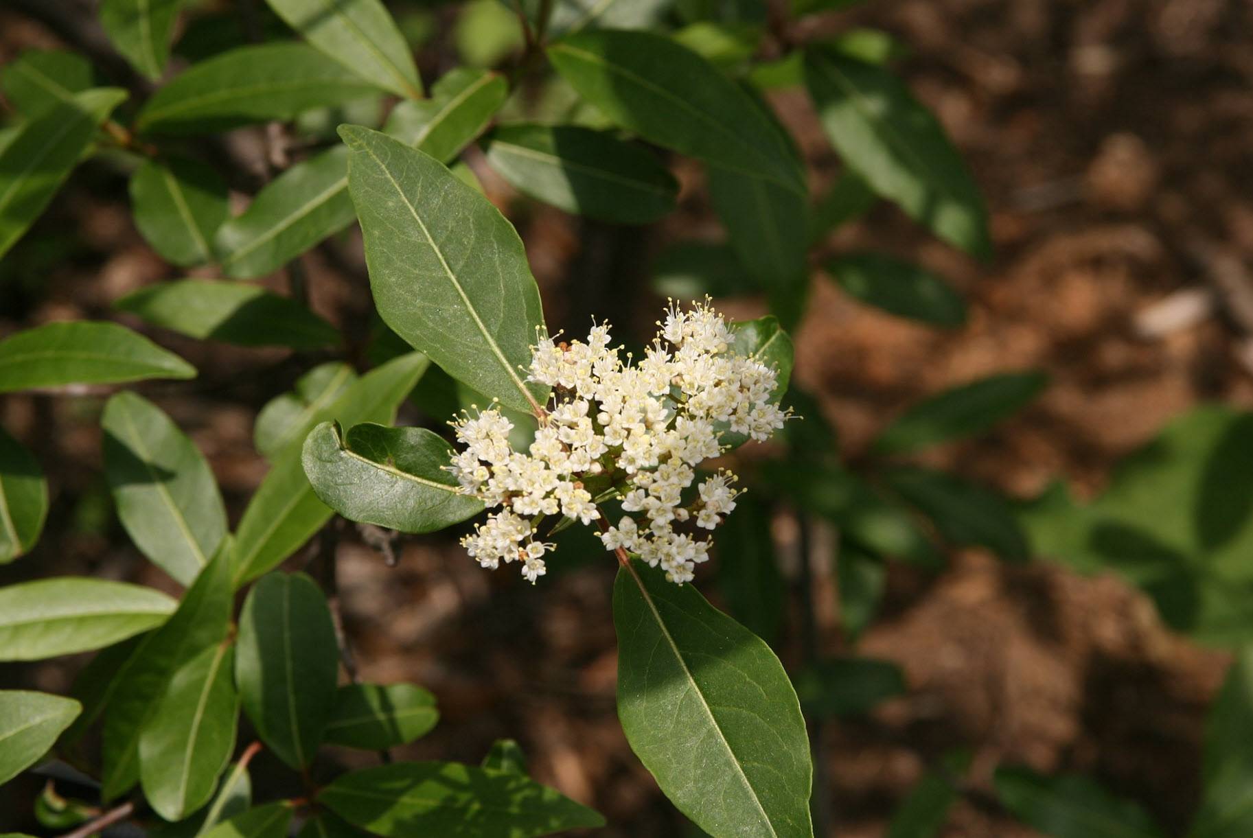 Viburnum nudum - Possum-haw | PlantMaster