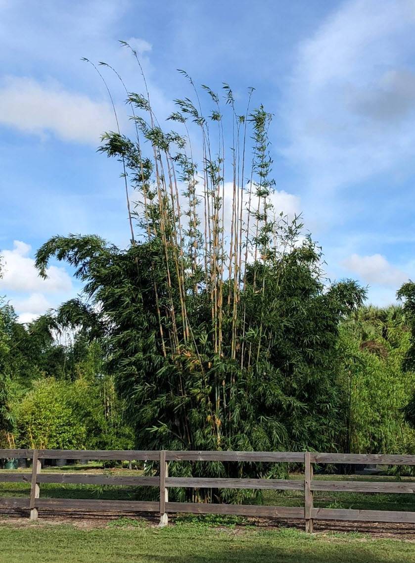 Bambusa mutabilis - Emerald Bamboo | PlantMaster