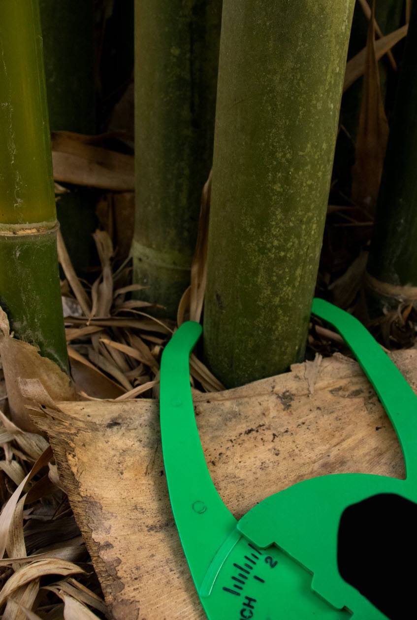 Bambusa mutabilis - Emerald Bamboo | PlantMaster