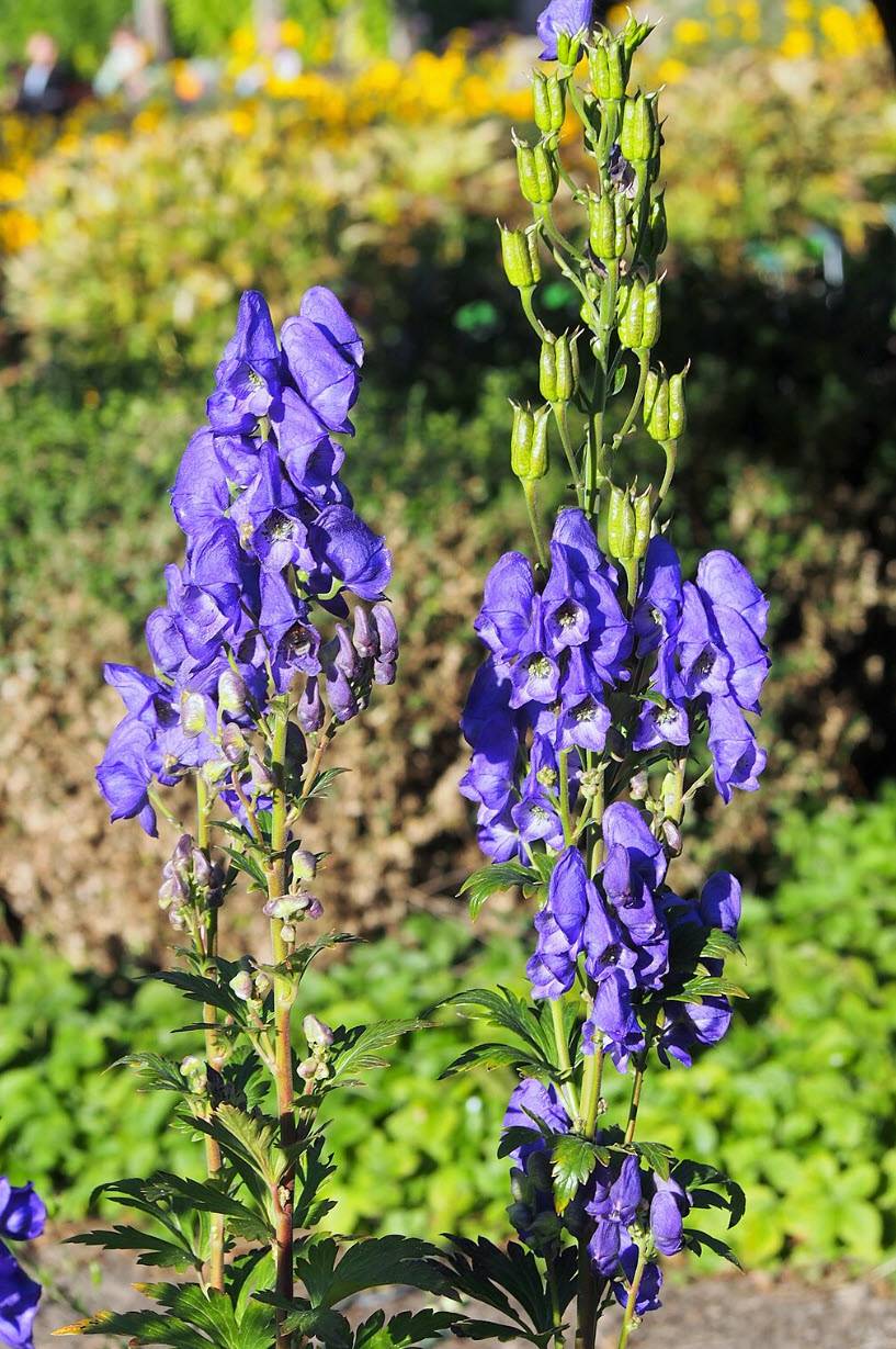 Aconitum carmichaelii 'Arendsii' - Azure Monkshood | PlantMaster