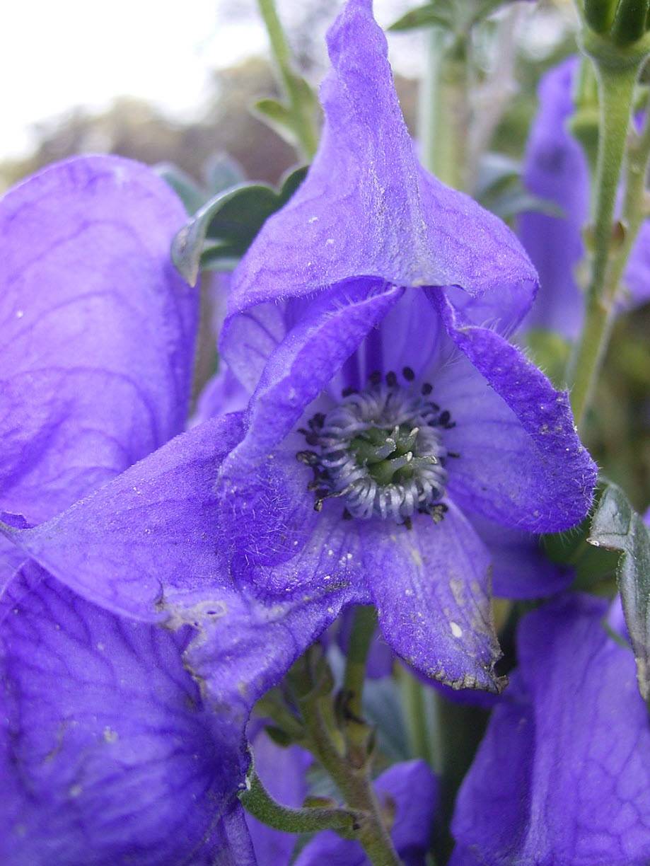 Aconitum carmichaelii 'Arendsii' - Azure Monkshood | PlantMaster