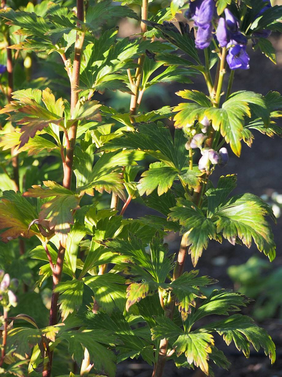 Aconitum carmichaelii 'Arendsii' - Azure Monkshood | PlantMaster