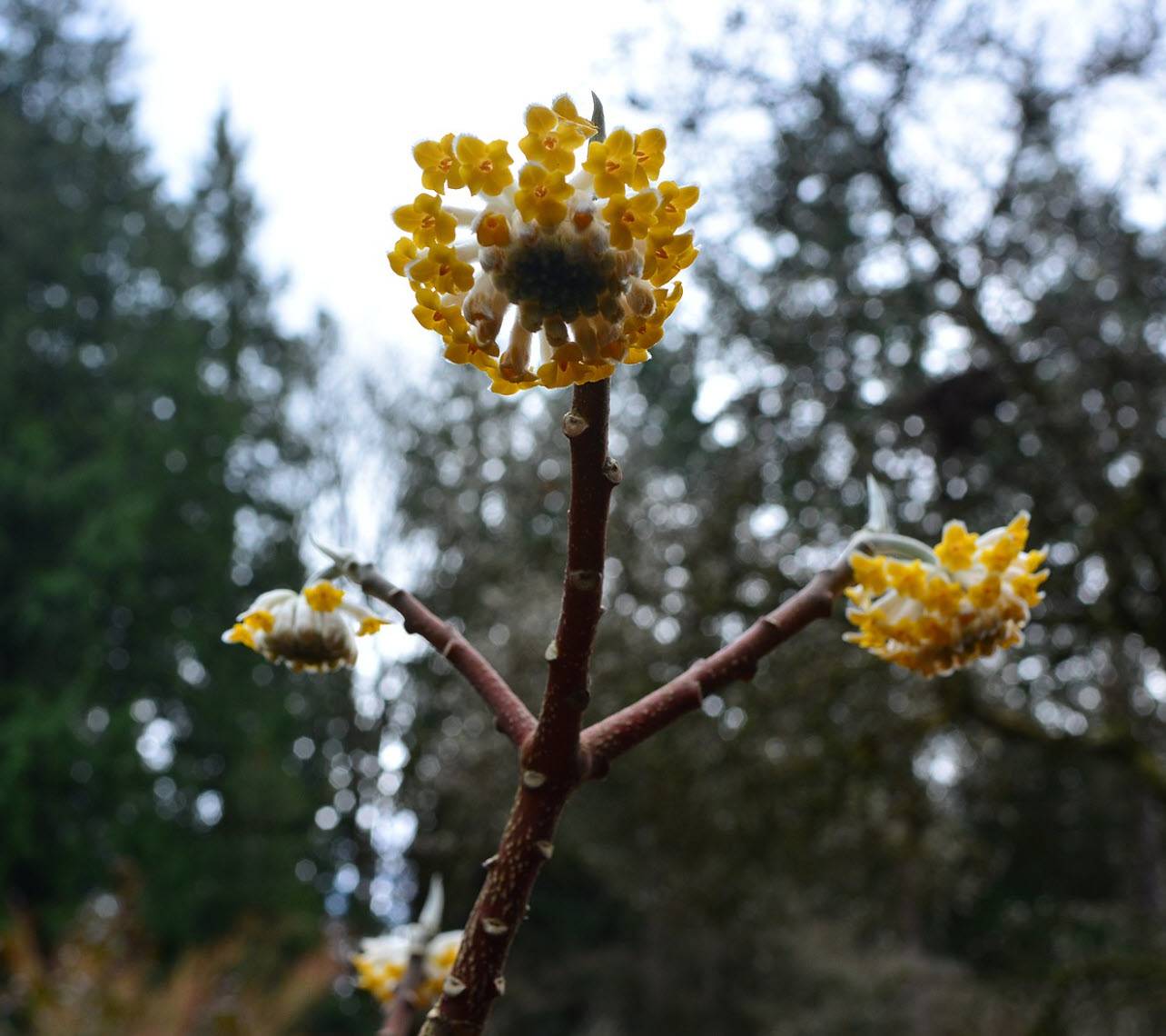 Corrida Do Ouro De Edgeworthia Chrysantha Winter's Gold Edgeworthia
