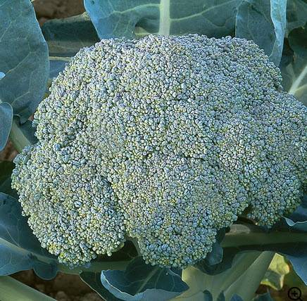 Brassica oleracea var. 'Gypsy - Gypsy Broccoli | PlantMaster