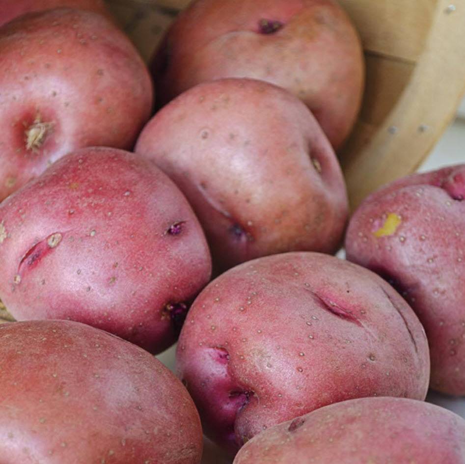 Solanum tuberosum 'Red Pontiac' - Red Pontiac Potato | PlantMaster