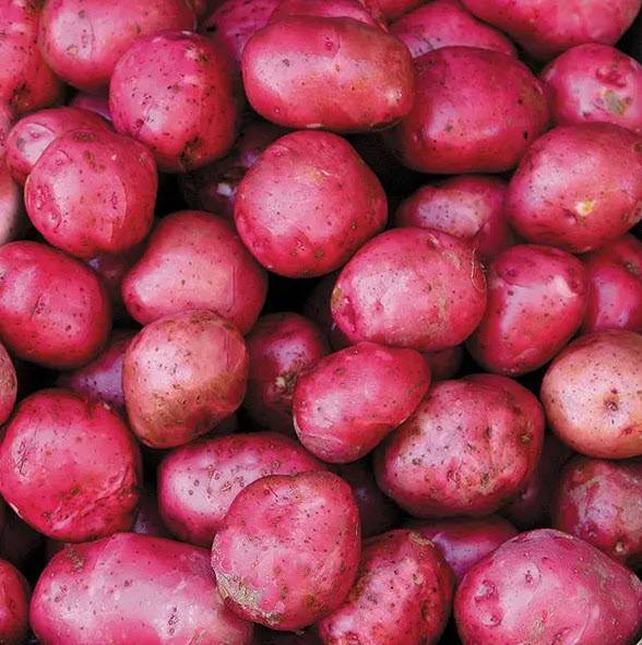Solanum tuberosum 'Red Pontiac' - Red Pontiac Potato | PlantMaster