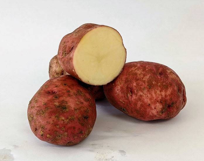 Solanum tuberosum 'Red Pontiac' - Red Pontiac Potato | PlantMaster