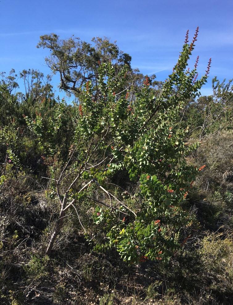Hakea cucullata - Shall Hakea | PlantMaster