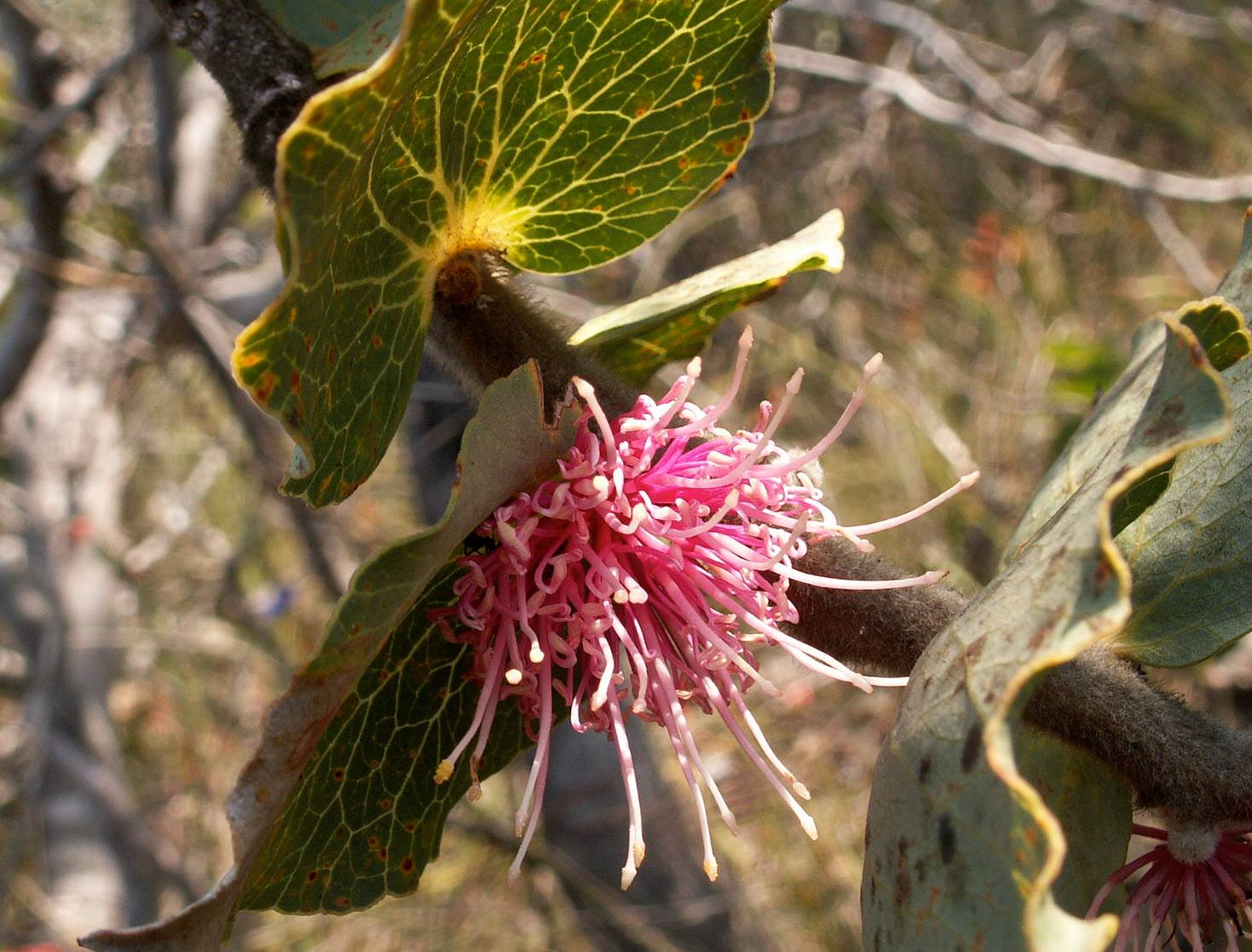 Hakea cucullata - Shall Hakea | PlantMaster