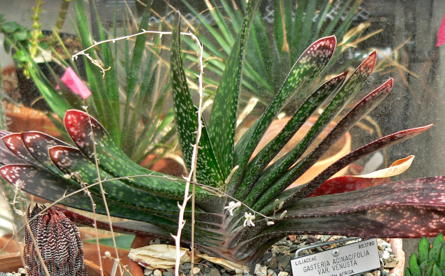 Gasteria acinacifolia - Giant Gasteria | PlantMaster