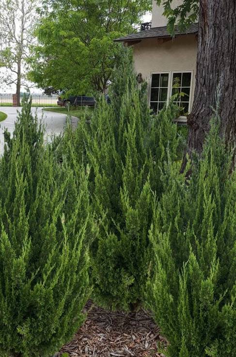 Juniperus virginiana 'Idyllwild' - Idyllwild Juniper | PlantMaster