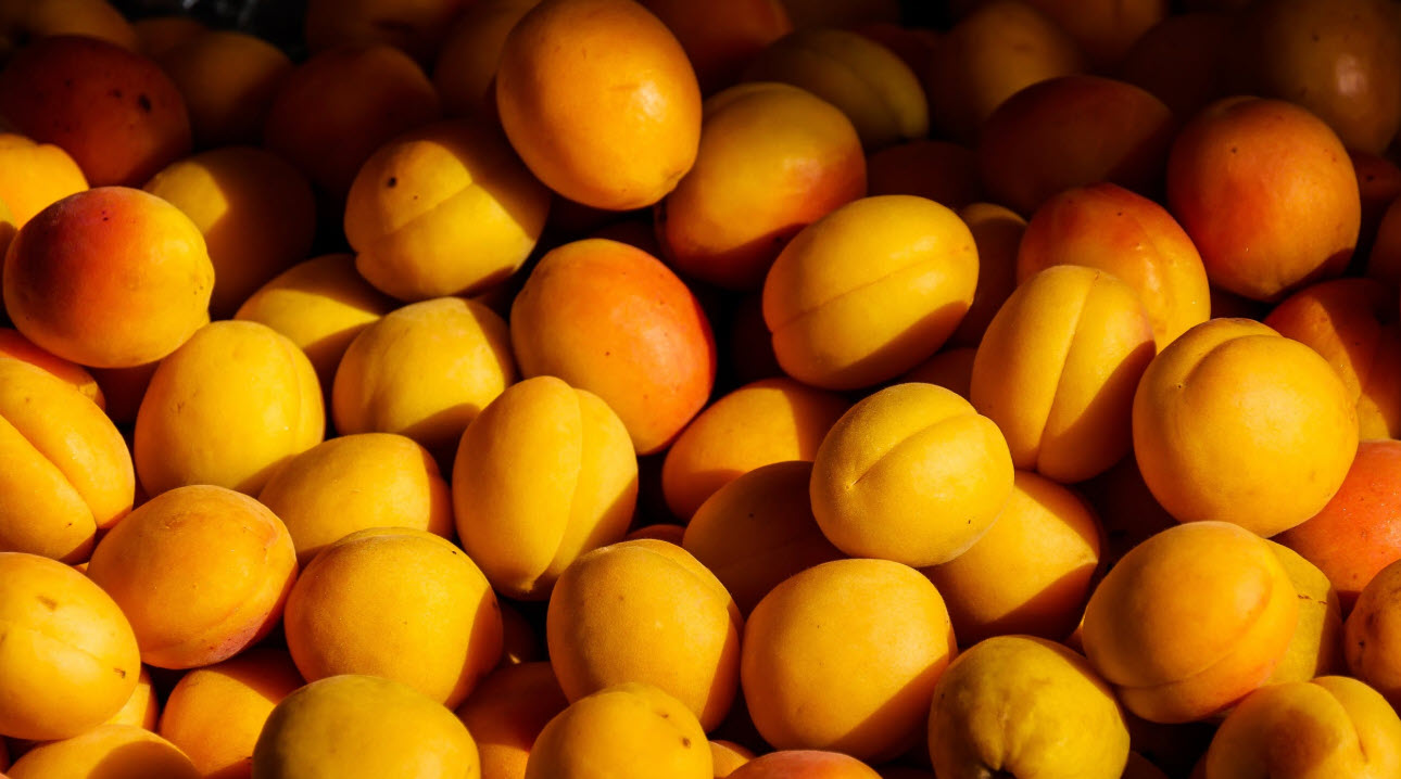 Prunus armeniaca - Apricot | PlantMaster